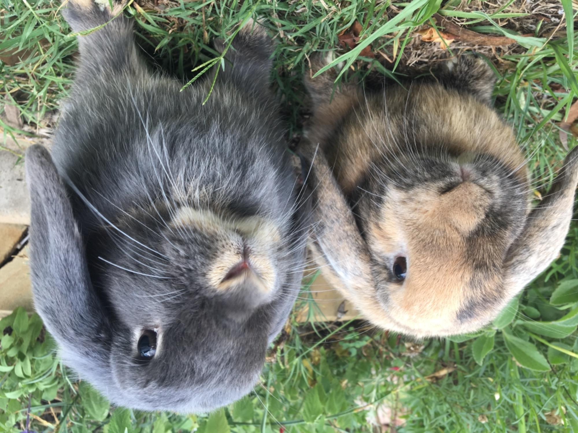 Bentley & Lottie - Male Mini Lop Rabbit in NSW - PetRescue