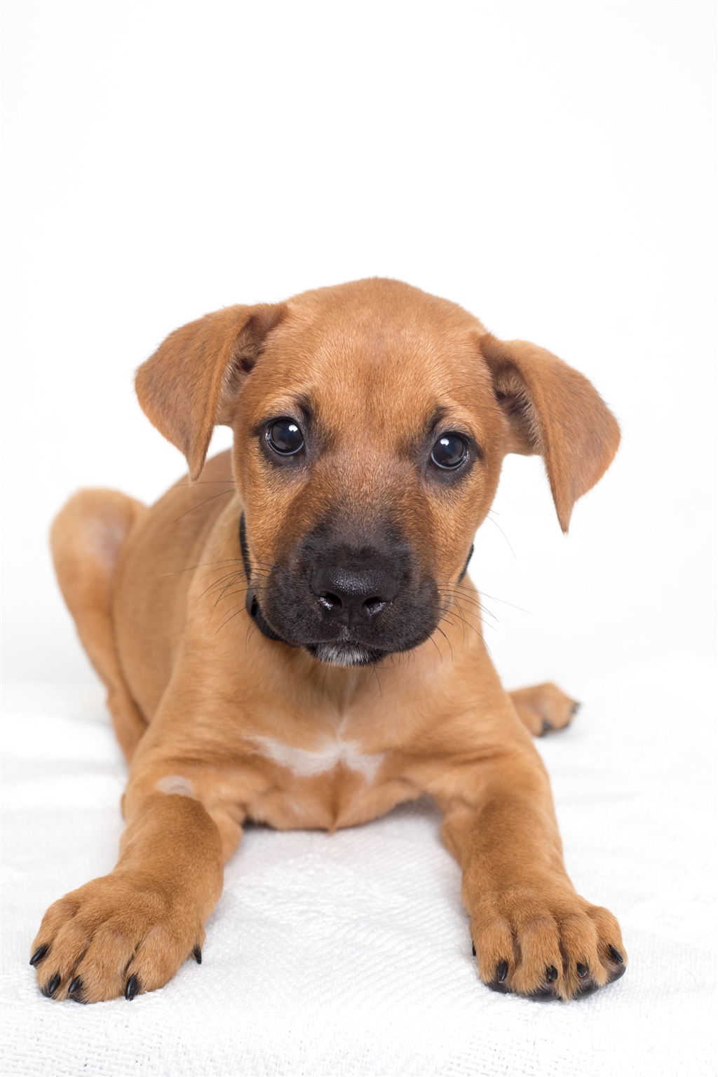 Cersei - Large Female Rhodesian Ridgeback Mix Dog in QLD - PetRescue