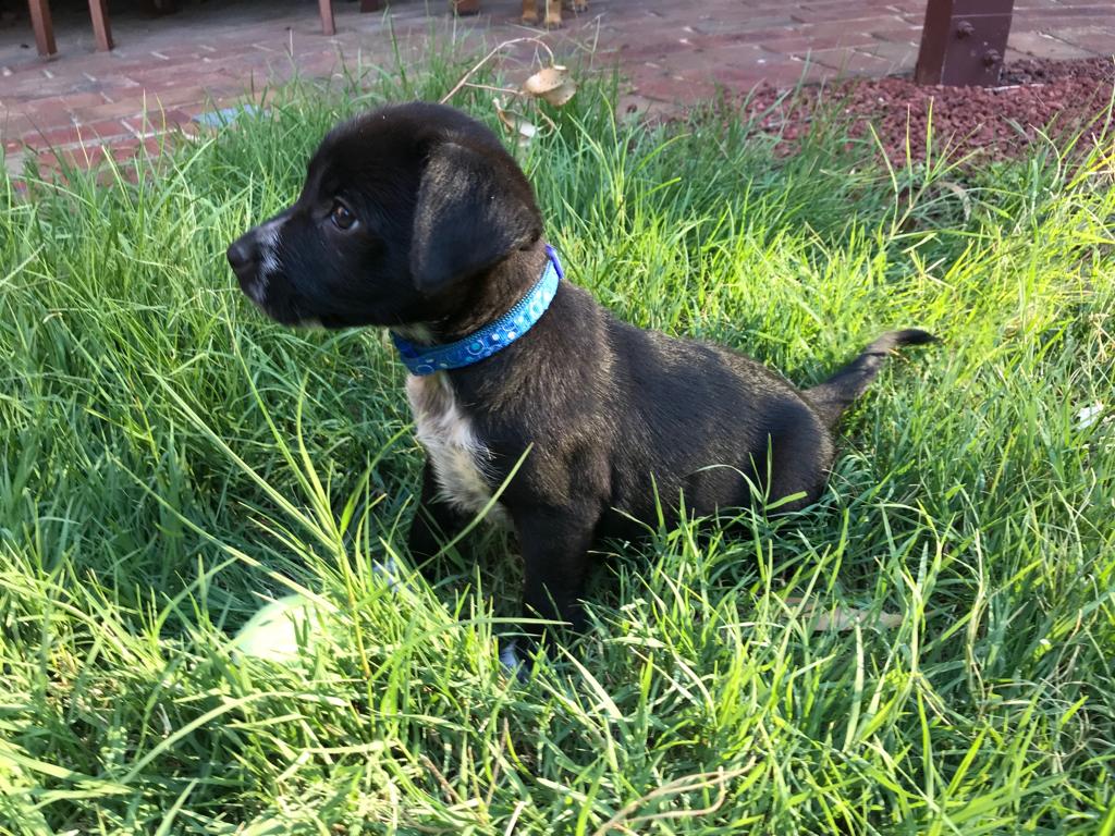 Linda Ronstadt - Medium Female Australian Cattle Dog x Kelpie Mix Dog ...