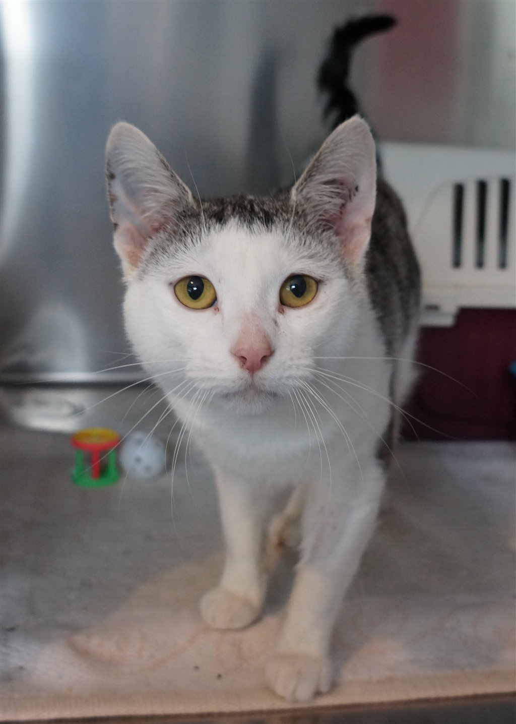 Tiger - Male Domestic Short Hair Mix Cat in TAS - PetRescue