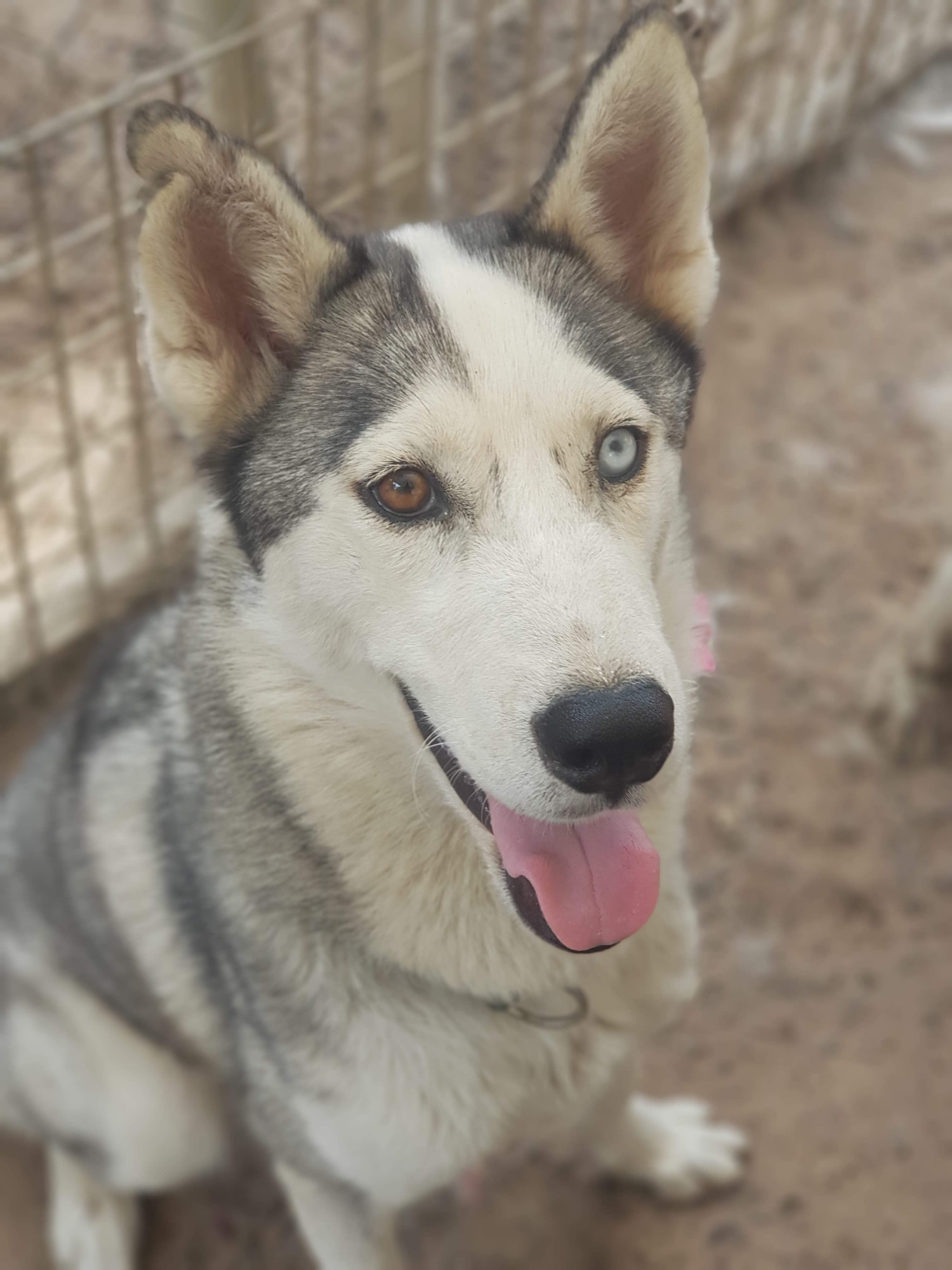 🐺Rose🐺 - Medium Female Siberian Husky Dog in NSW - PetRescue