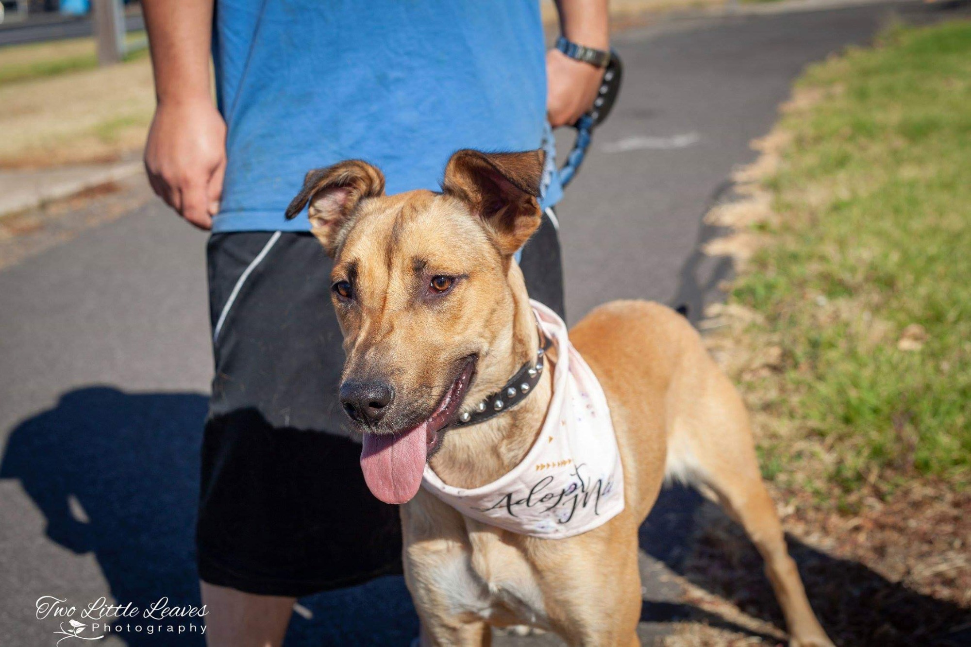 Delilah - Large Female Staghound x Ridgeback Mix Dog in VIC - PetRescue