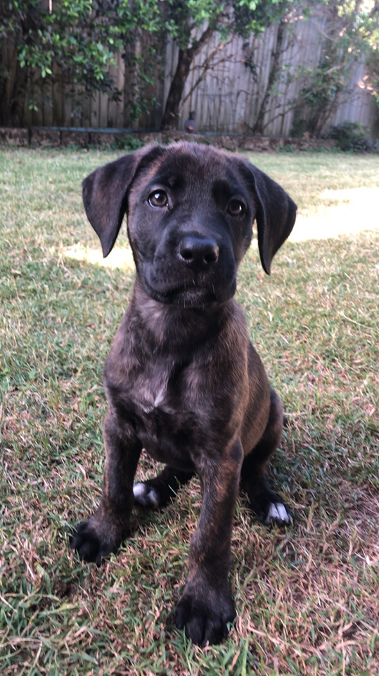 Asta - Large Female Great Dane x Rhodesian Ridgeback Mix Dog in QLD ...