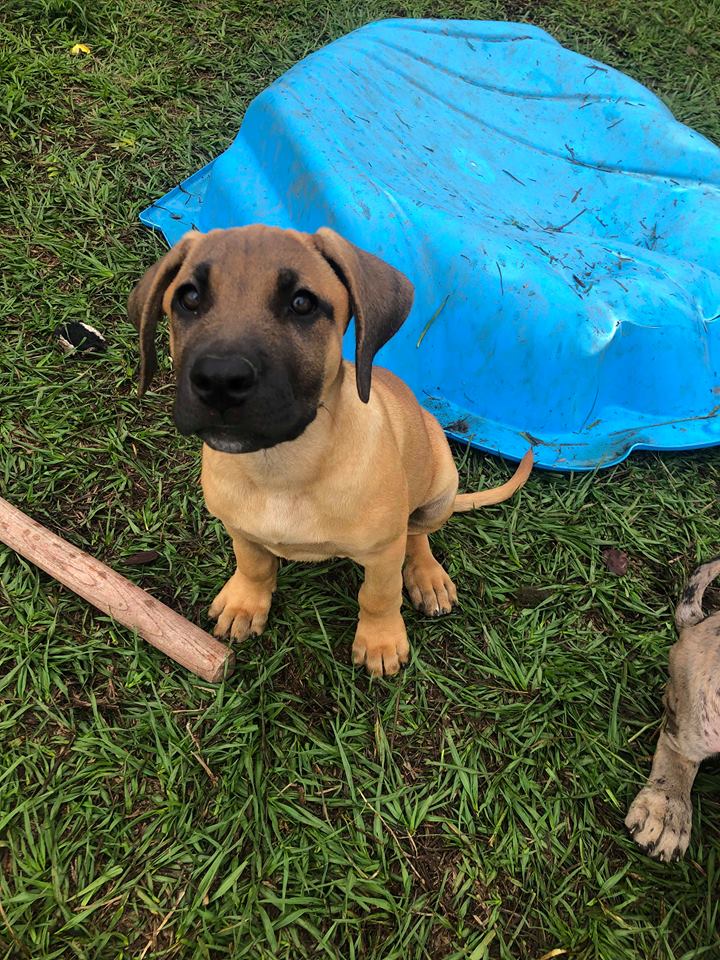 Juliet - Large Female Great Dane x Rhodesian Ridgeback Mix Dog in QLD ...