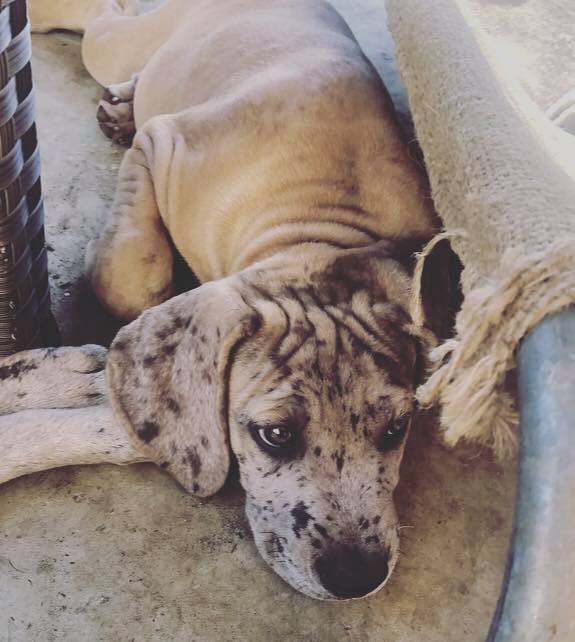 Cupid - Large Male Great Dane x Rhodesian Ridgeback Mix Dog in QLD ...