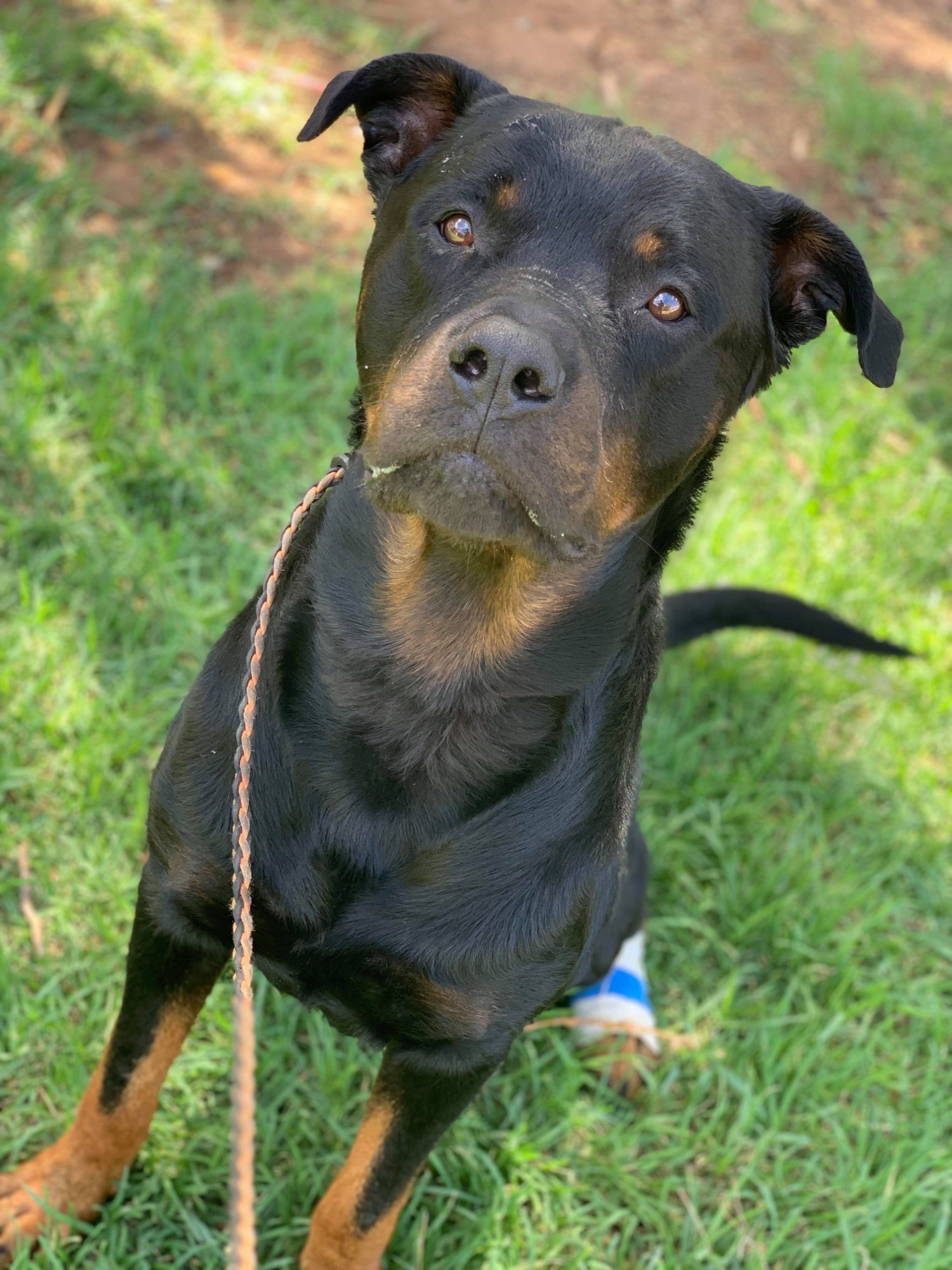 Max - Large Male Rottweiler Dog in SA - PetRescue