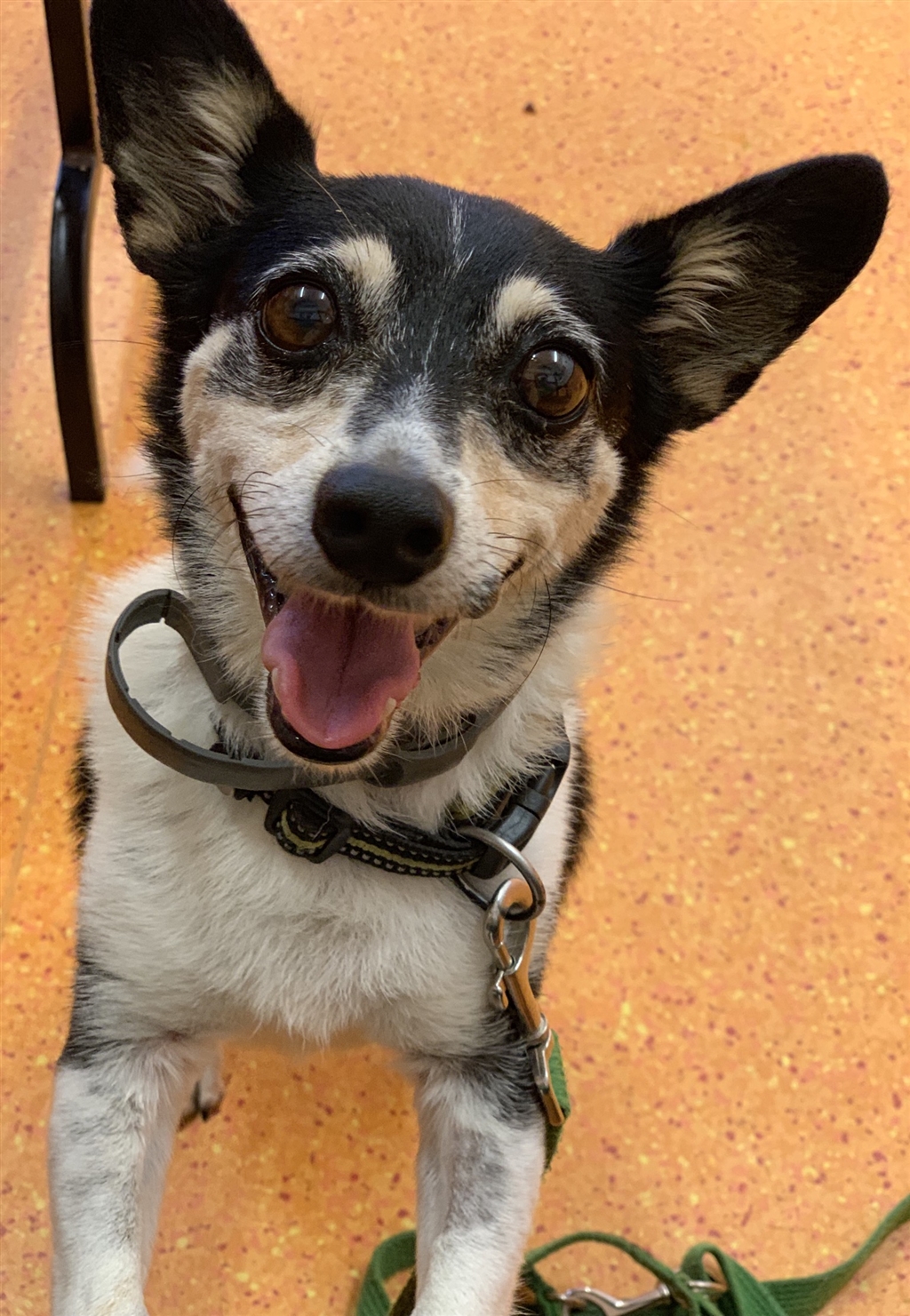 Spot - Small Male Miniature Fox Terrier Mix Dog in QLD - PetRescue