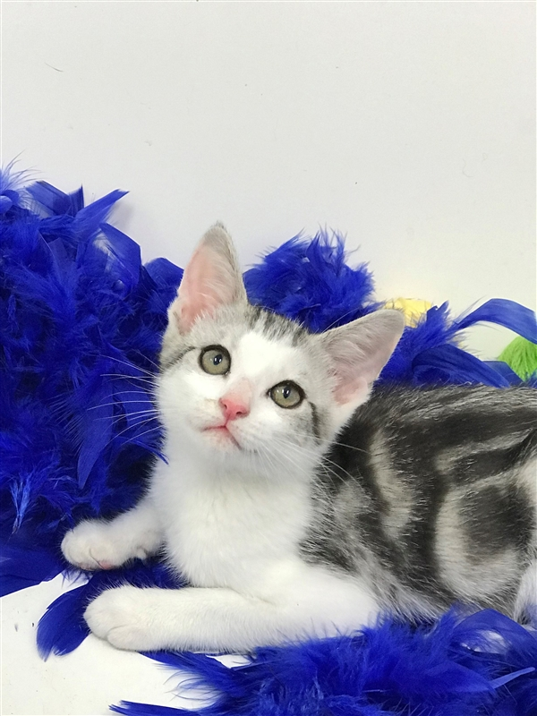 Turnip - Male Domestic Short Hair Cat in NSW - PetRescue