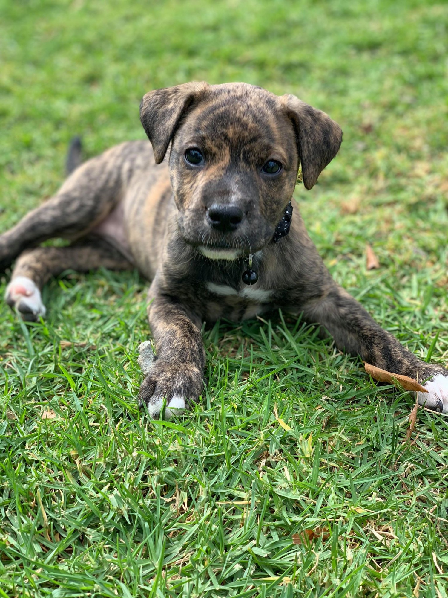 Scout - Small Female Labrador x Staffy Mix Dog in VIC - PetRescue