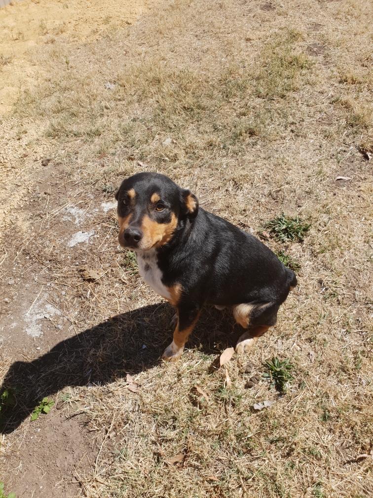 Ballarat Animal Shelter - PetRescue