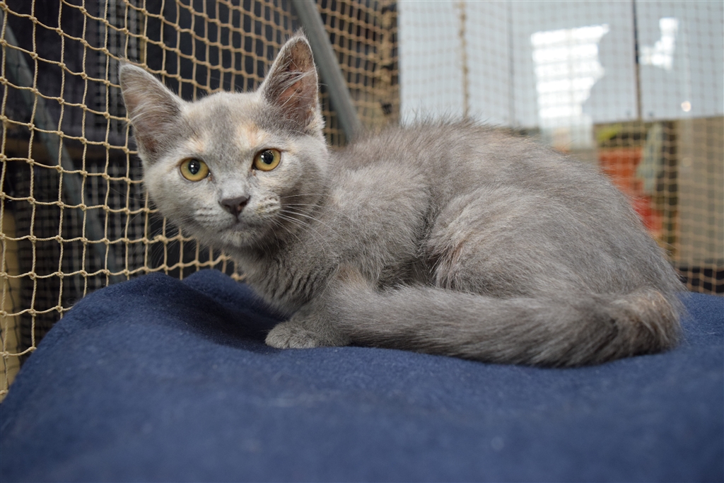 Catie - Female Domestic Short Hair Mix Cat in QLD - PetRescue