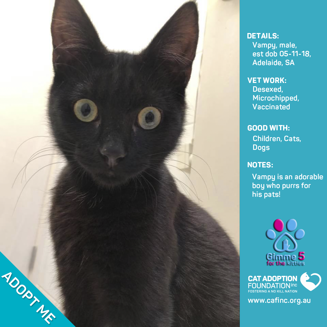 Vampy - Male Domestic Short Hair Cat in SA - PetRescue