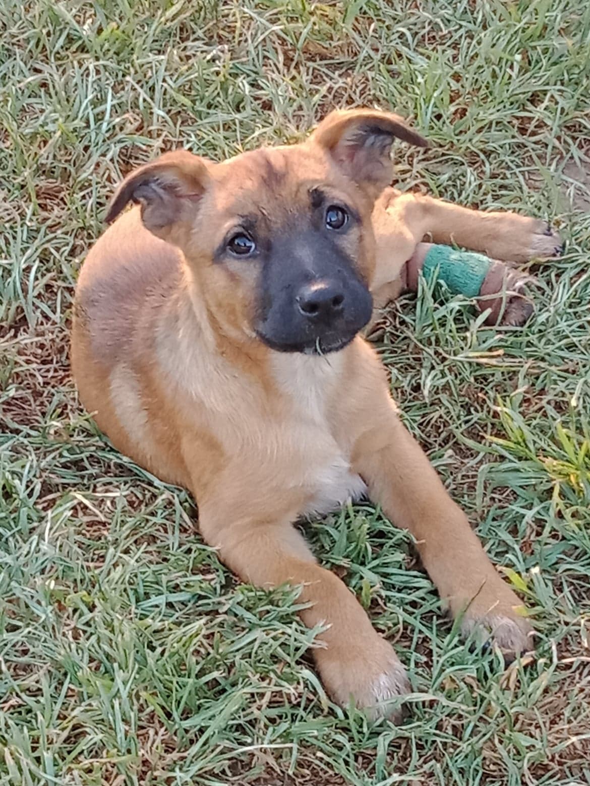 Elka - Medium Female Cross breed Dog in SA - PetRescue