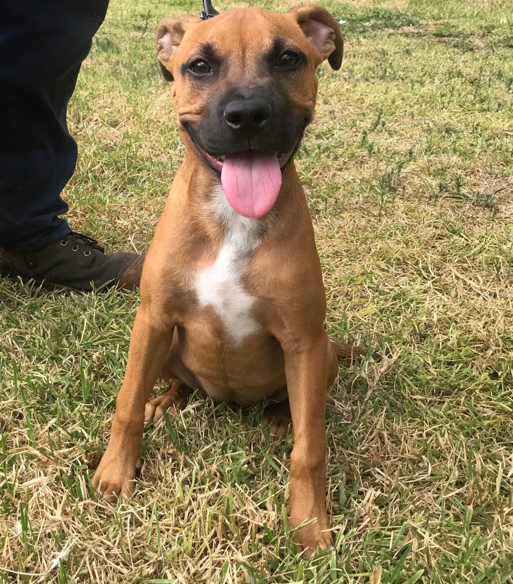 Olive - Medium Female Staffy Mix Dog in NSW - PetRescue
