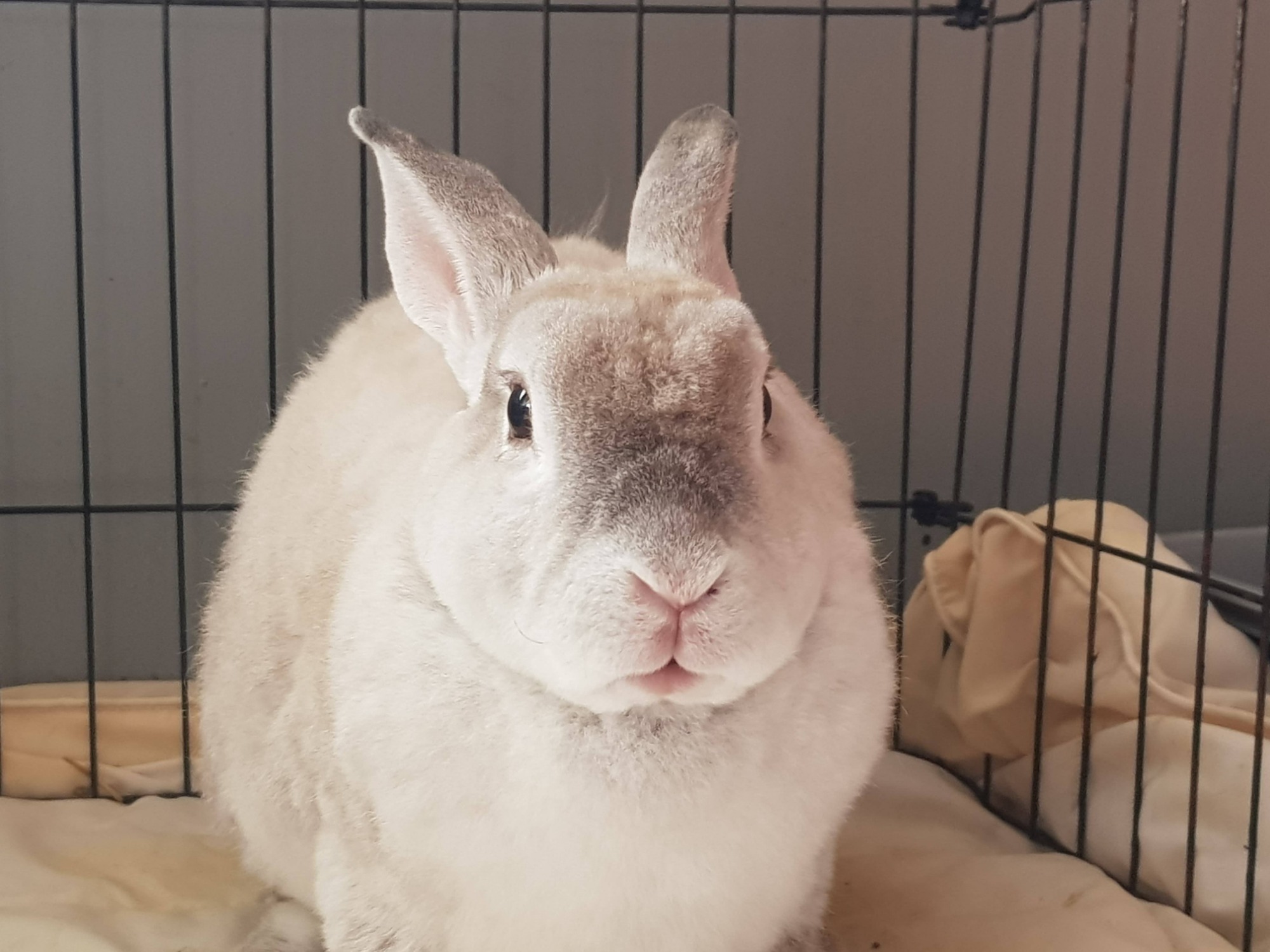 Arky - Female Rex Rabbit in WA - PetRescue