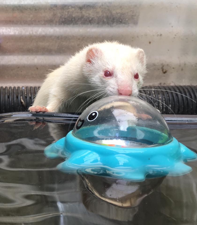 May - Female Ferret in VIC - PetRescue