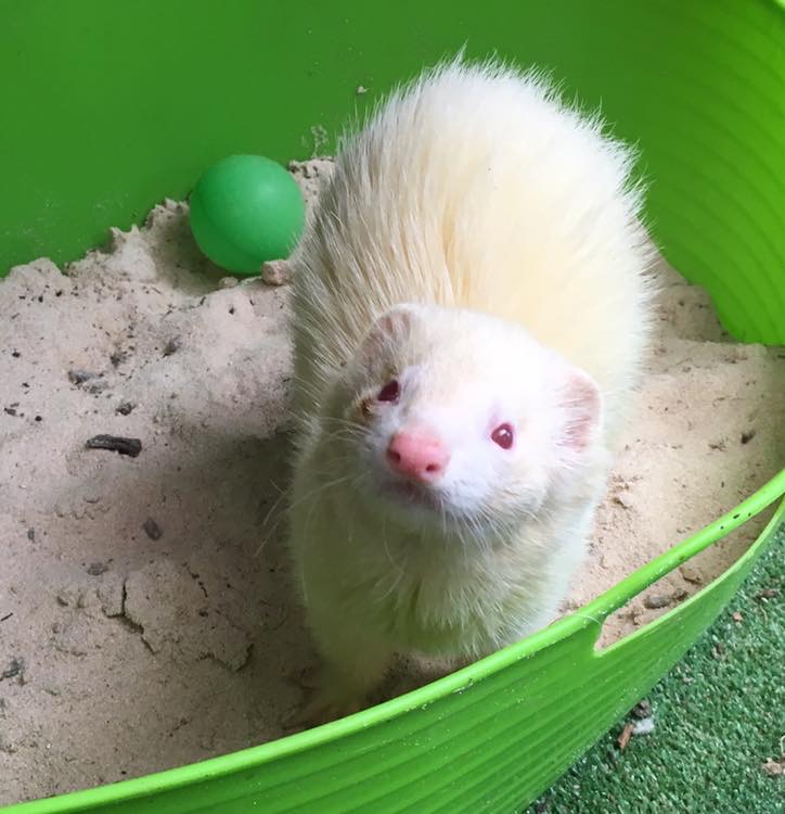 Shunji - Male Ferret in VIC - PetRescue