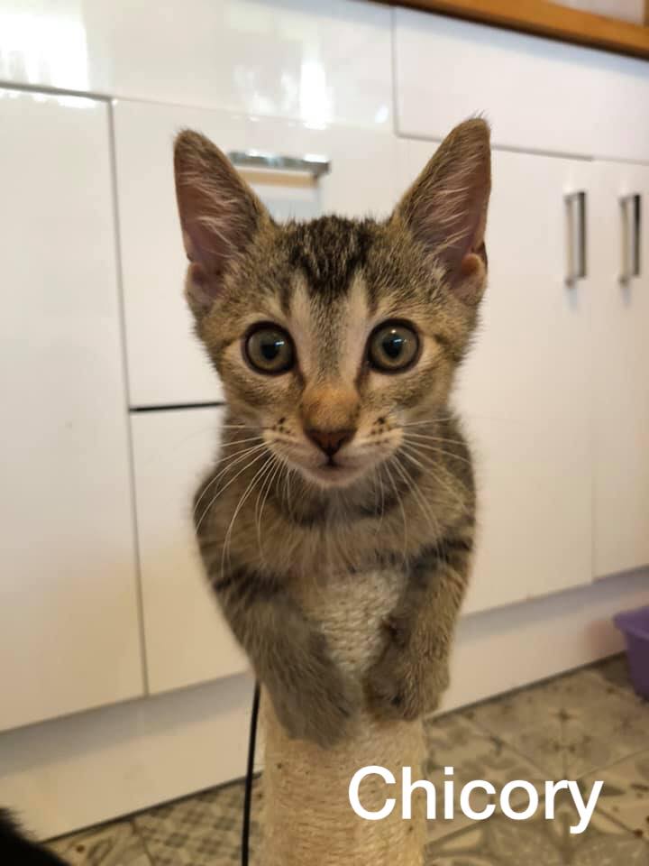 Chicory - Male Manx Cat in QLD - PetRescue