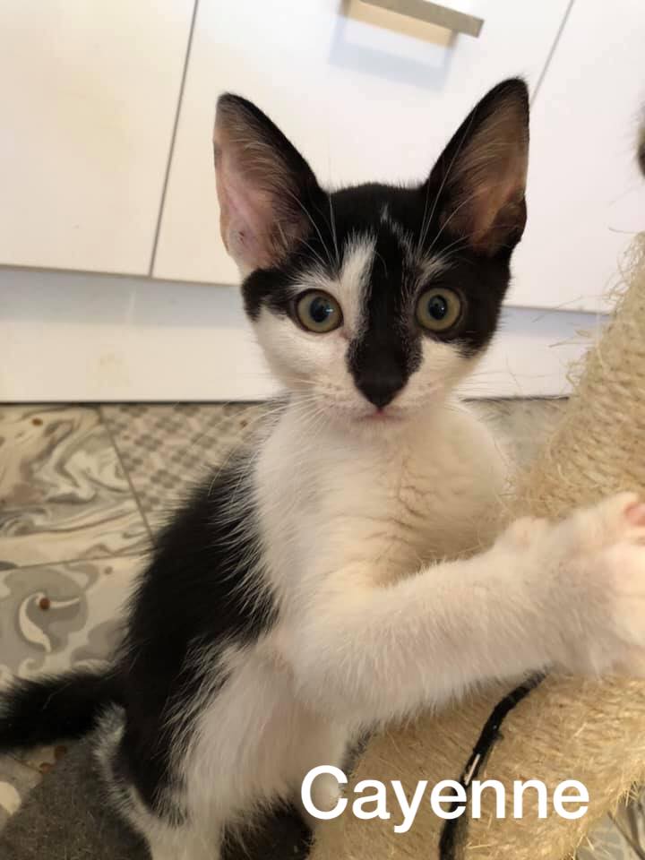 Cayenne - Male Domestic Short Hair Cat in QLD - PetRescue