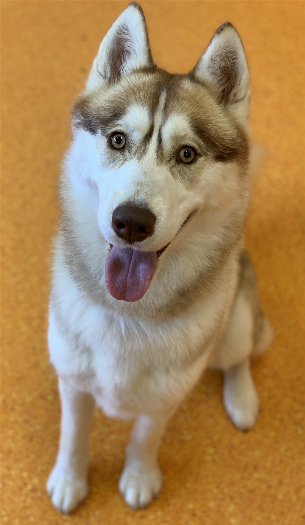 Simba - Medium Male Siberian Husky Dog in QLD - PetRescue