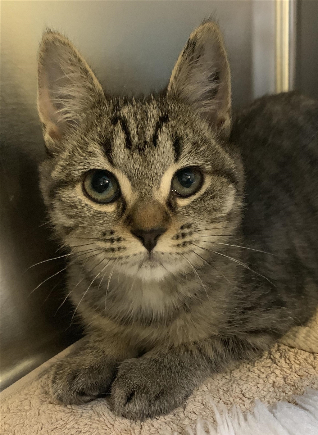 Harper - Female Domestic Short Hair Cat in ACT - PetRescue