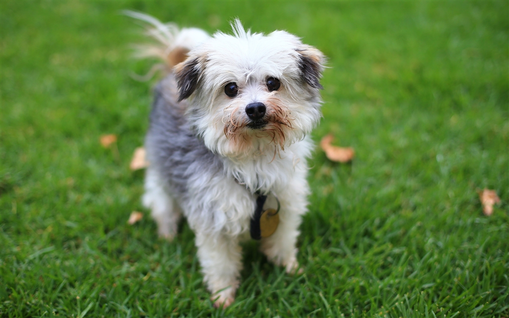 Yuki - Small Male Maltese Mix Dog in VIC - PetRescue