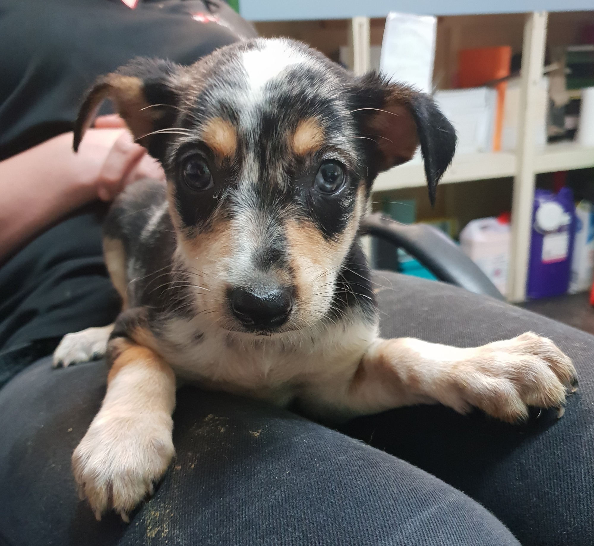 Minx - Medium Female Kelpie x Koolie Dog in NSW - PetRescue