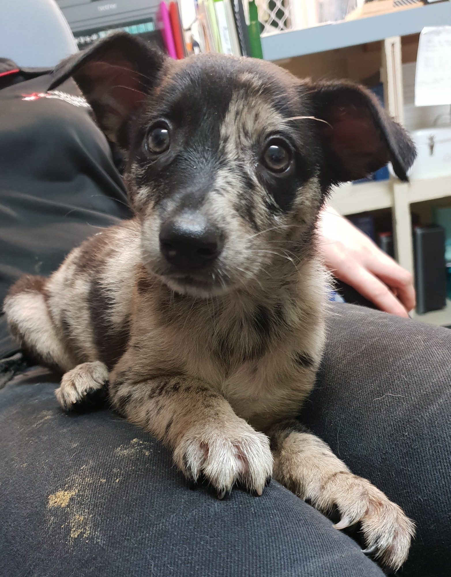 Electra - Medium Female Kelpie x Koolie Dog in NSW - PetRescue