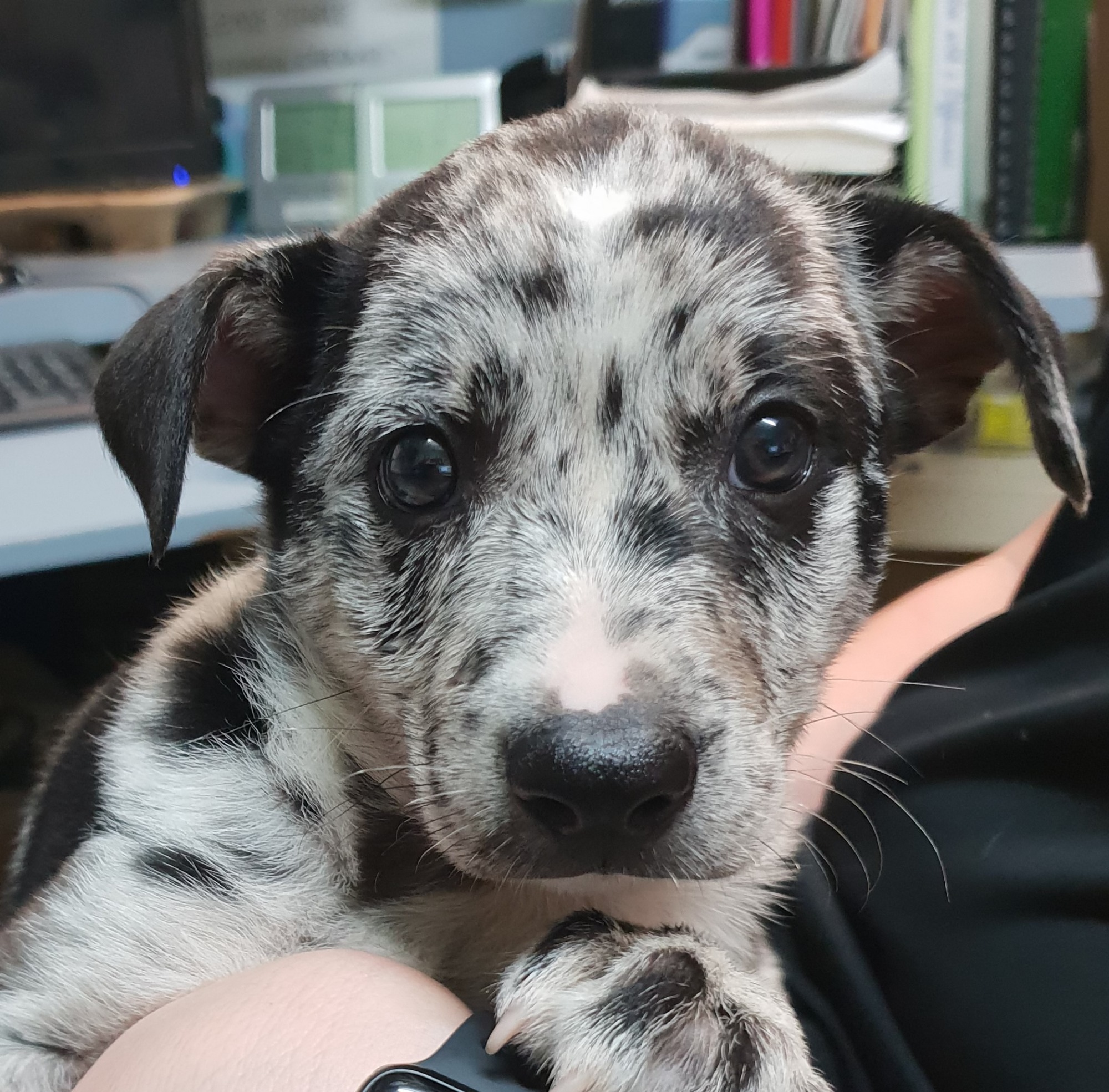 Bundy - Medium Male Kelpie x Koolie Dog in NSW - PetRescue