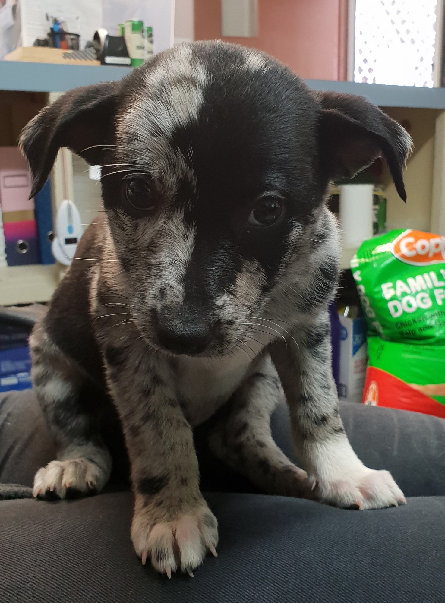 Rina - Medium Female Kelpie x Koolie Dog in NSW - PetRescue