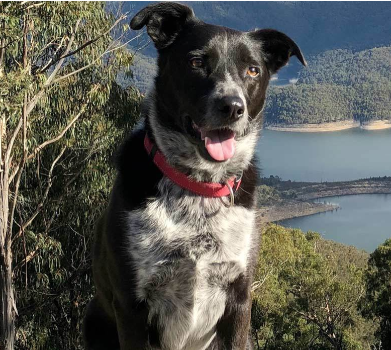 Rescue dog and TV star Bruce is SUCH a good boy! - PetRescue