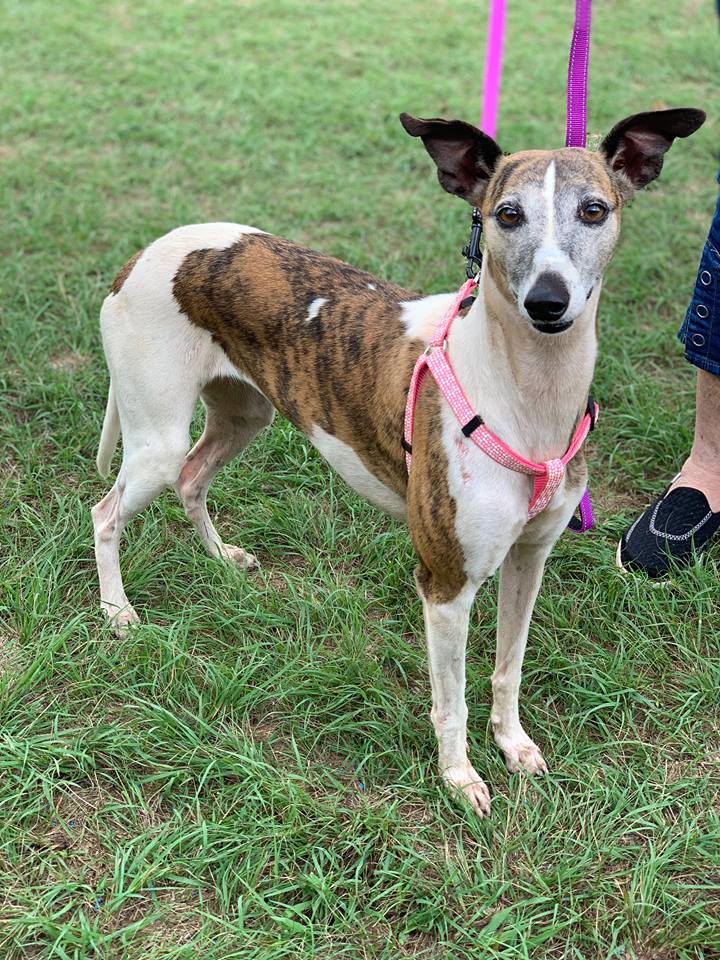 Macey - Medium Female Whippet Dog in QLD - PetRescue