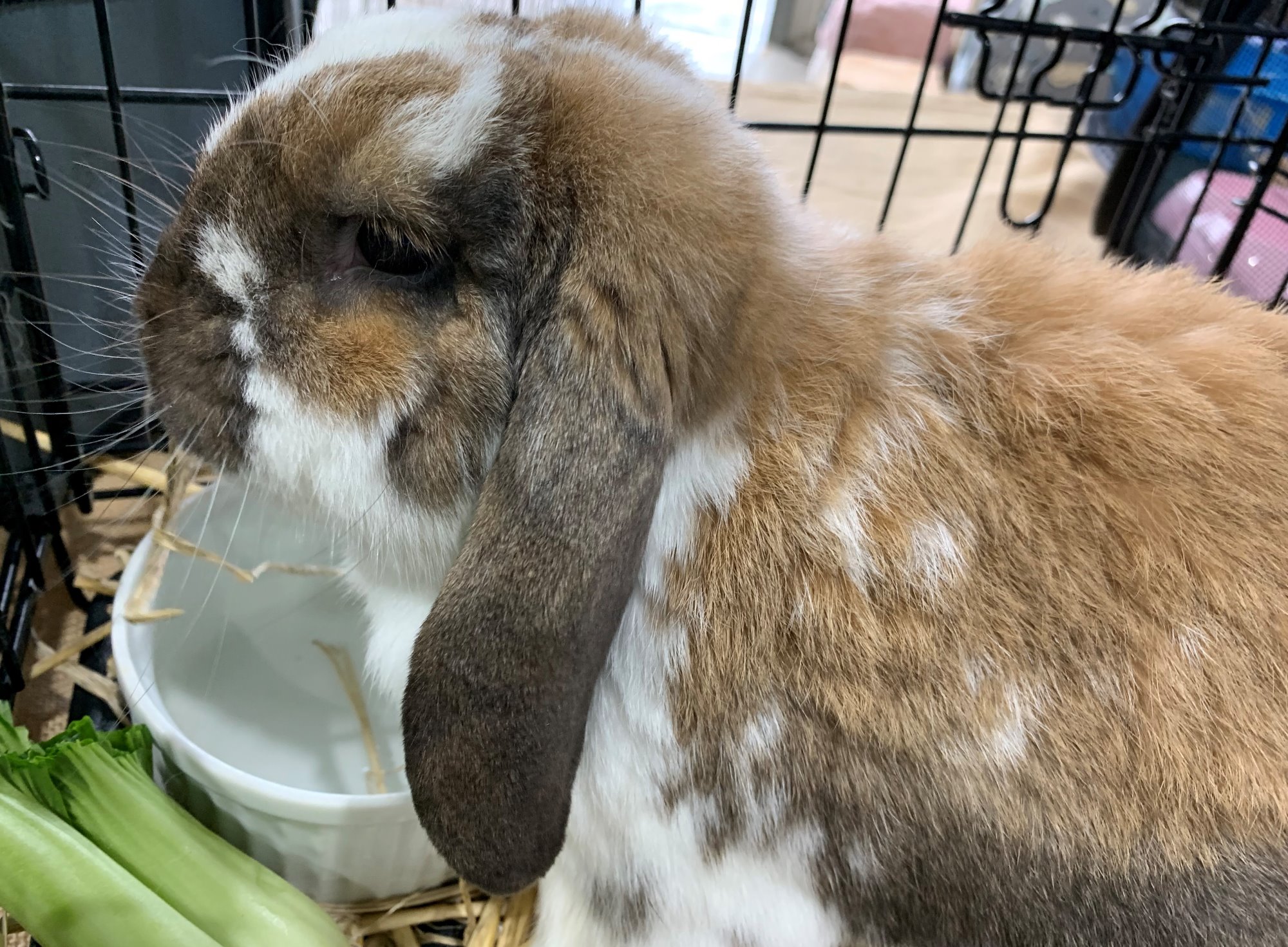 Ollie - Male American Fuzzy Lop Mix Rabbit in NSW - PetRescue