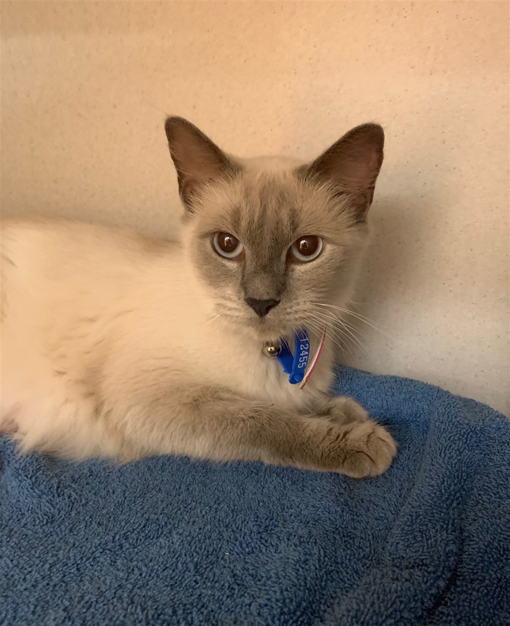 Floss - Female Layanese Mix Cat in QLD - PetRescue