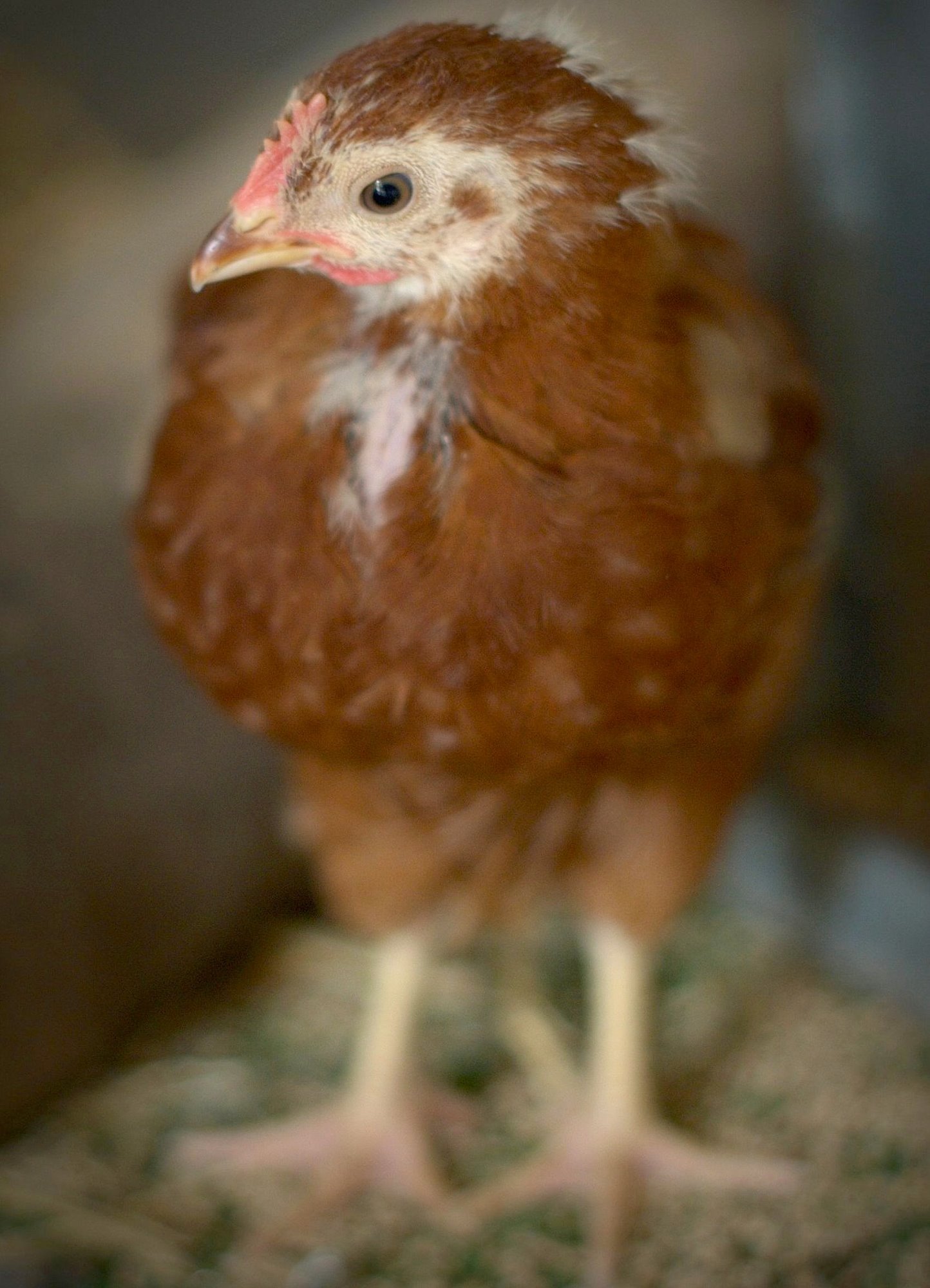 Meryl Cheep - Female Chicken in NSW - PetRescue