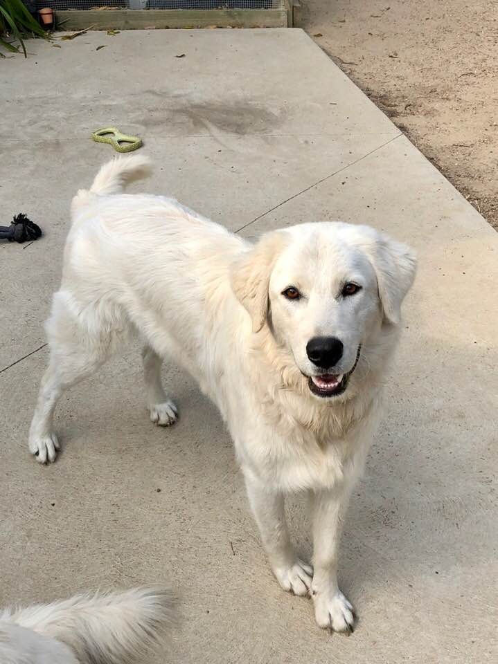 kona - Large Female Maremma Sheepdog Dog in VIC - PetRescue