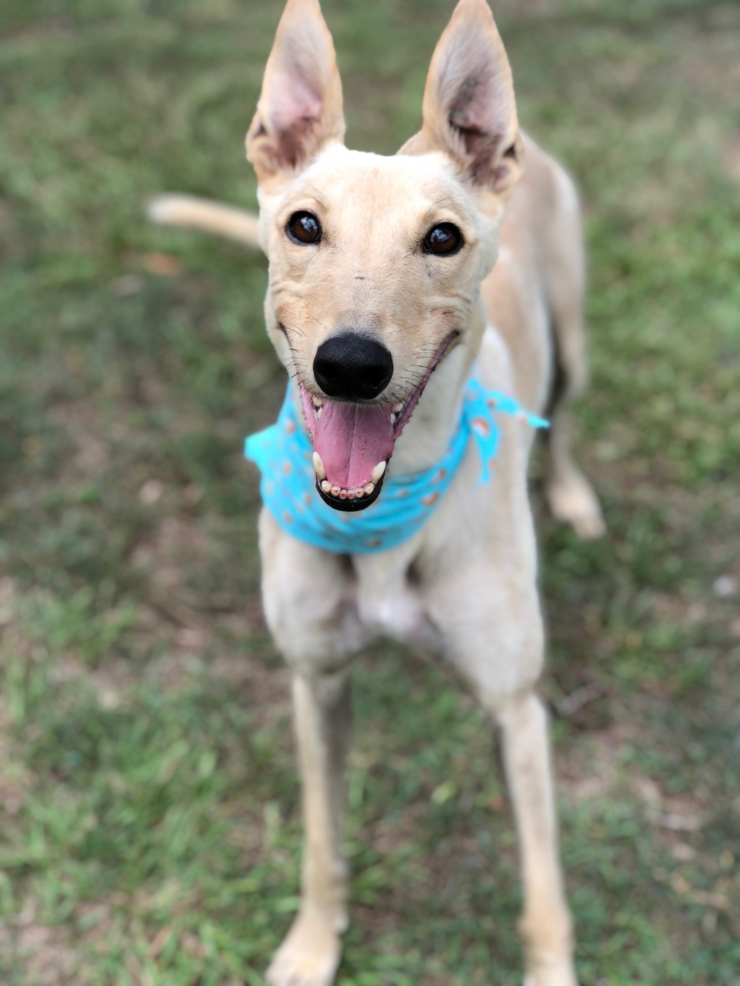 Zoey - Small Female Greyhound Dog in QLD - PetRescue