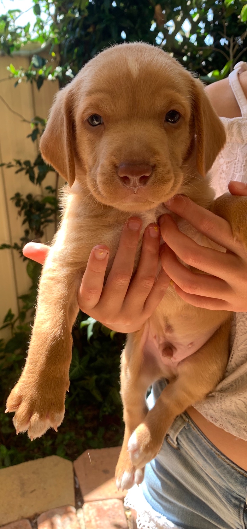 9 Lab cross puppies - Medium Female Labrador Mix Dog in NSW - PetRescue