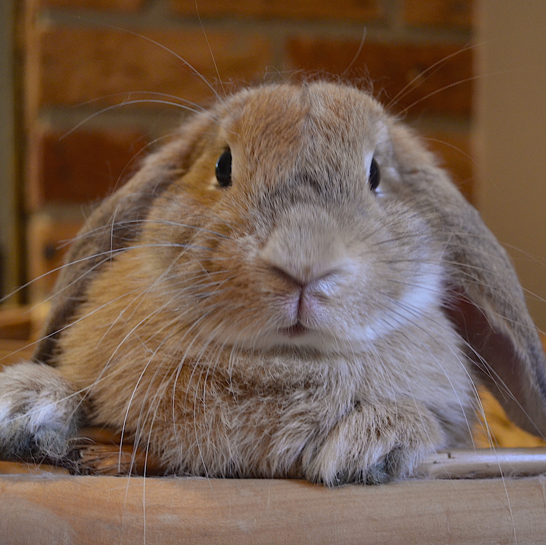 Diana - Female Rabbit in NSW - PetRescue