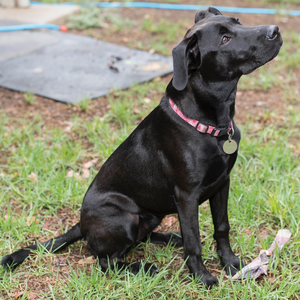 Penny ~ Labrador X Staffy (on trial 5/4/19) - Medium Female Labrador x ...
