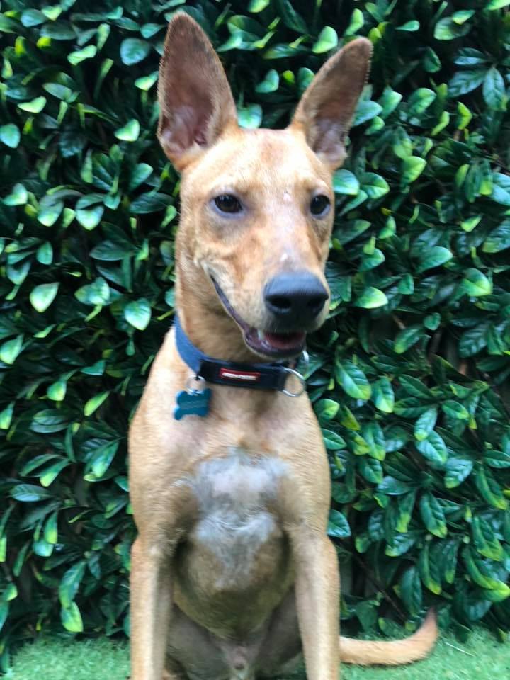 Reggie - Medium Male Kelpie x Ridgeback Mix Dog in QLD - PetRescue