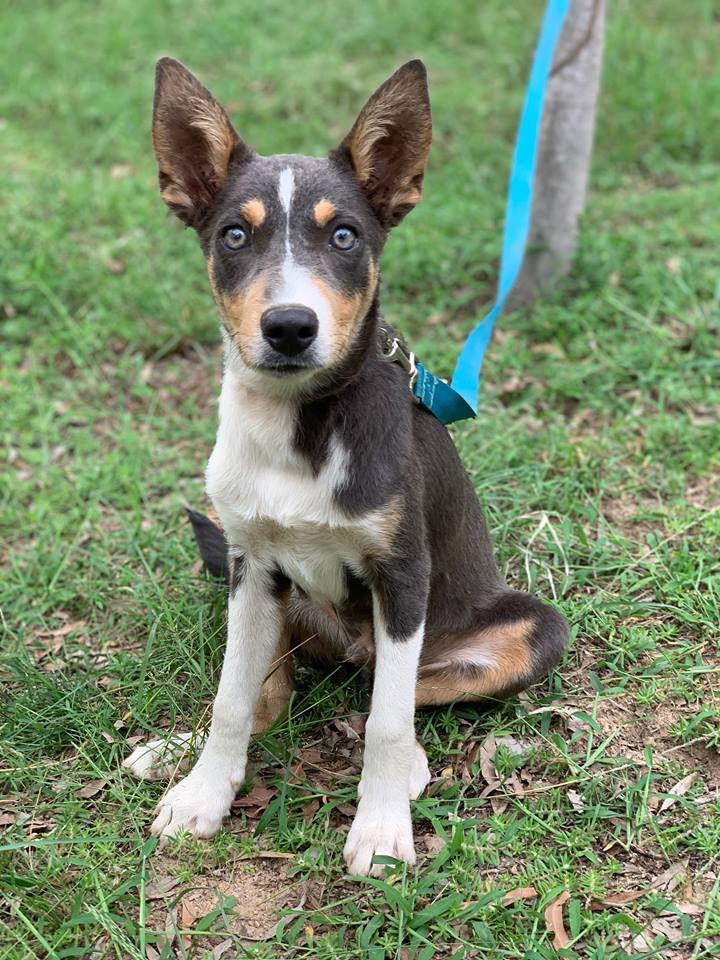 Raffles - Medium Male Kelpie x Koolie Mix Dog in QLD - PetRescue