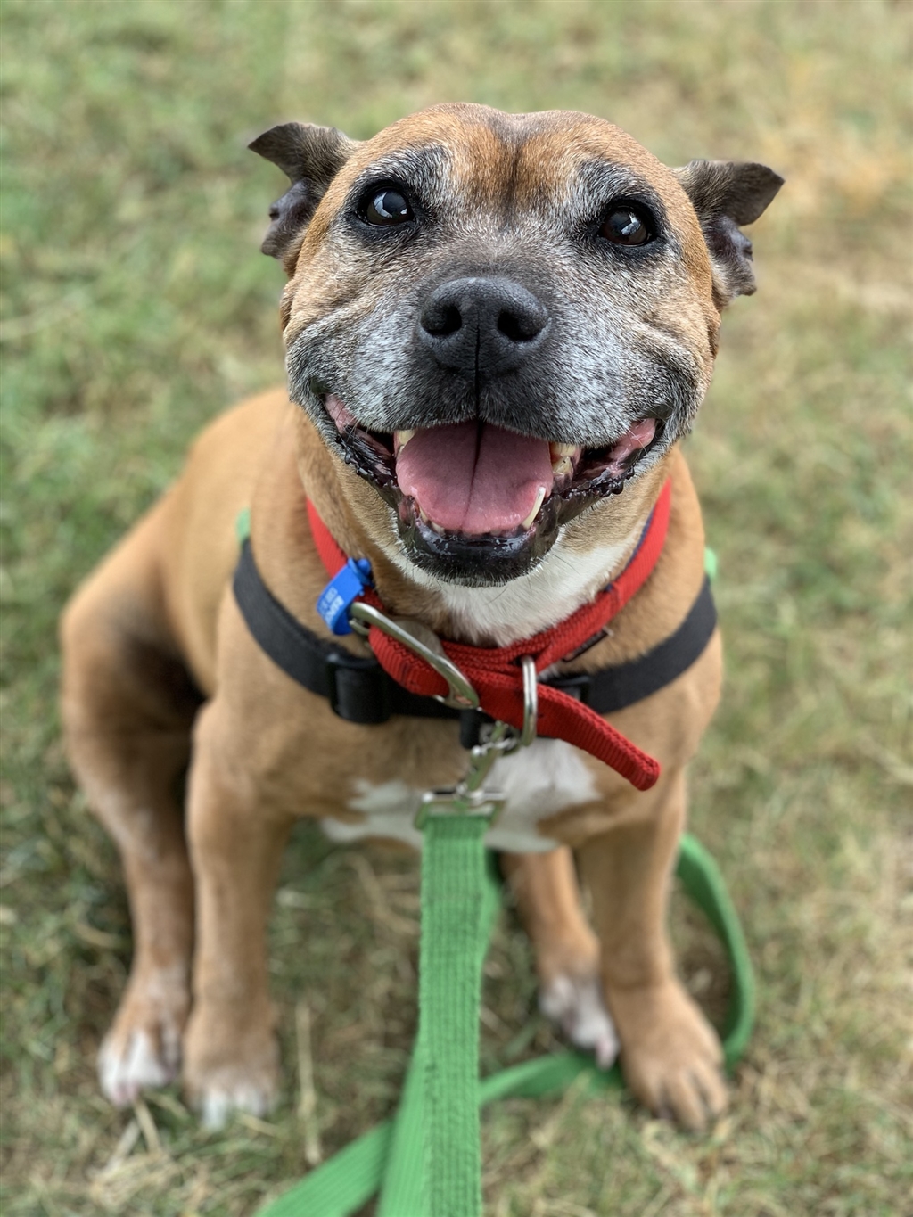 Steffy - Small Female English Staffordshire Bull Terrier Dog in QLD ...