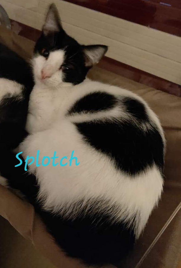 Splotch - Male Domestic Short Hair Cat in SA - PetRescue