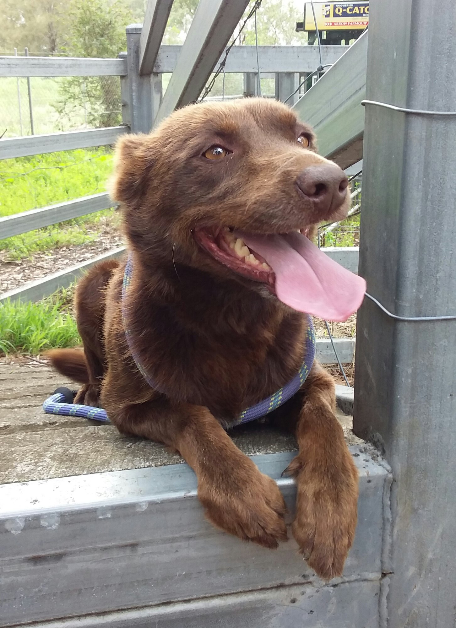 Ruby - Medium Female Kelpie Dog in NSW - PetRescue