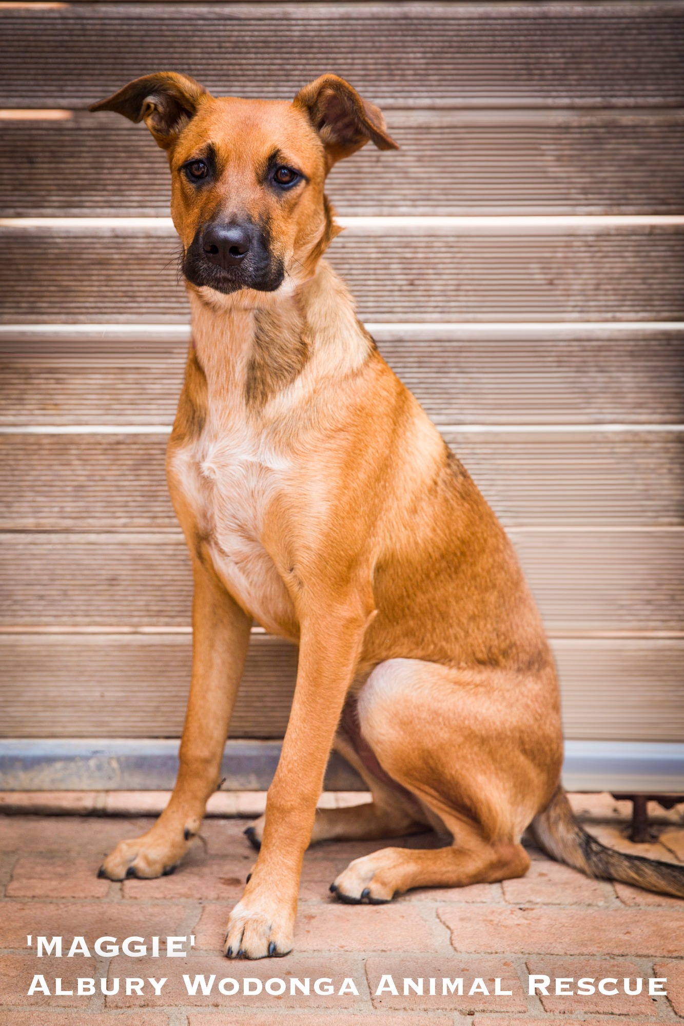 Maggie - Large Female Rhodesian Ridgeback Mix Dog in NSW - PetRescue