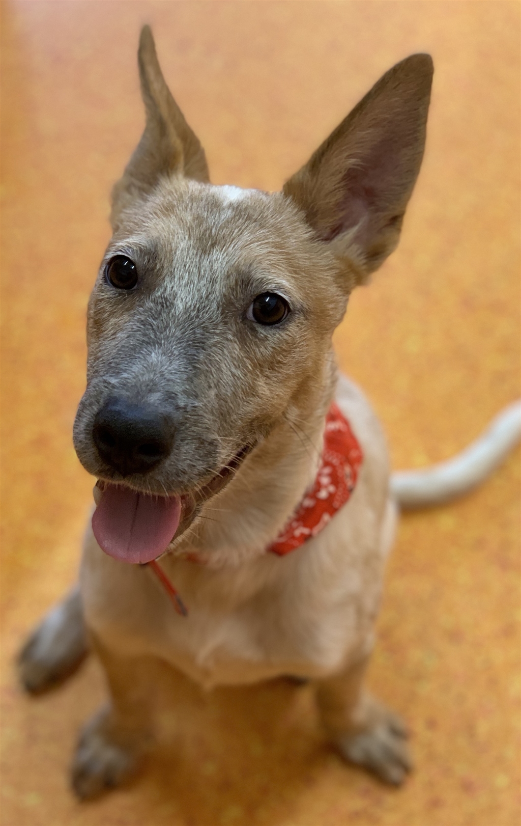 Red - Medium Male Australian Cattle Dog x Australian Stumpy Tail Cattle ...