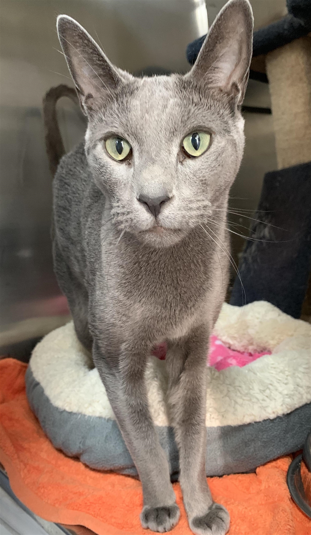 Feliks - Male Russian Cat in ACT - PetRescue