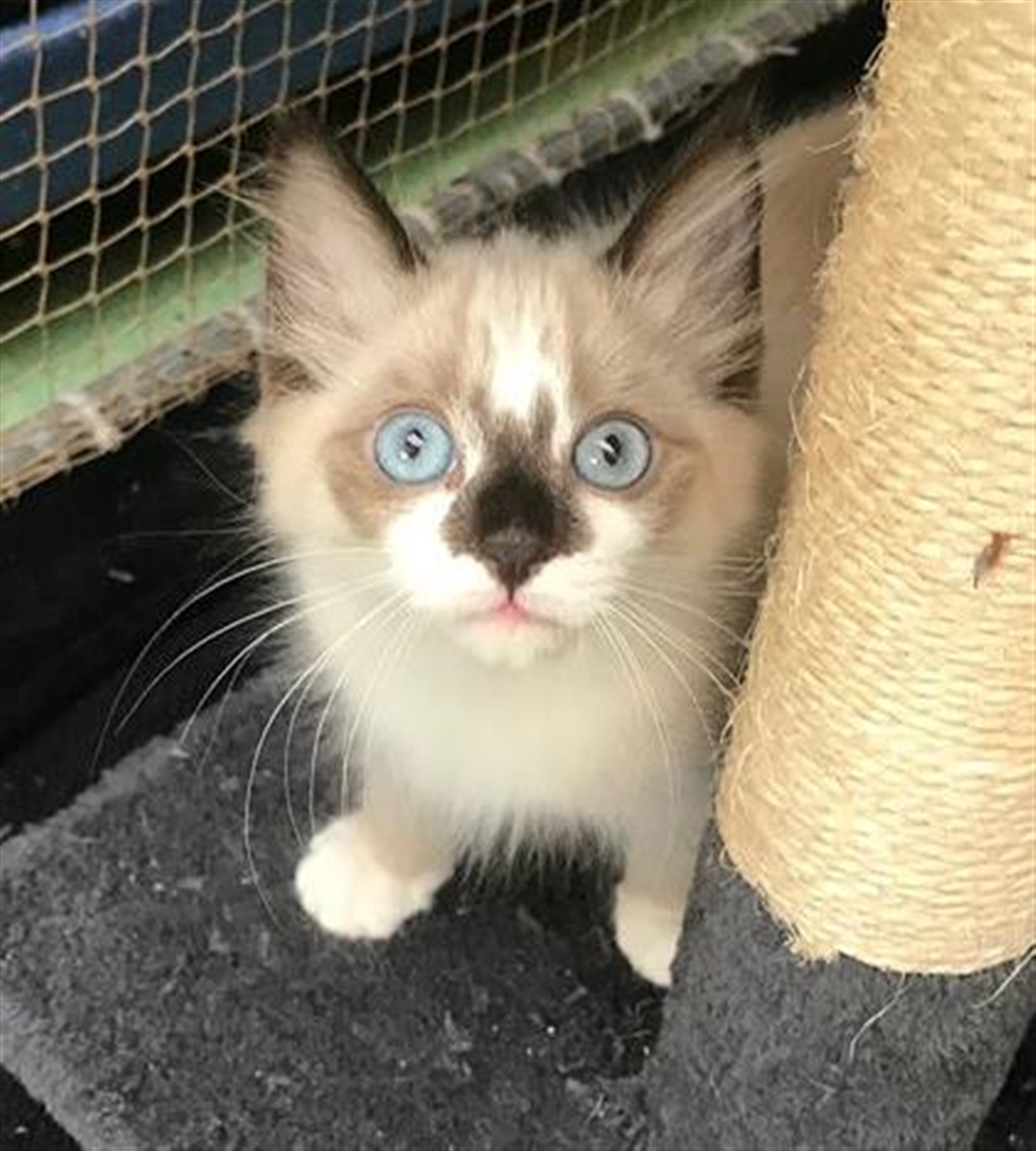 Charlie - Male Layanese Mix Cat in QLD - PetRescue