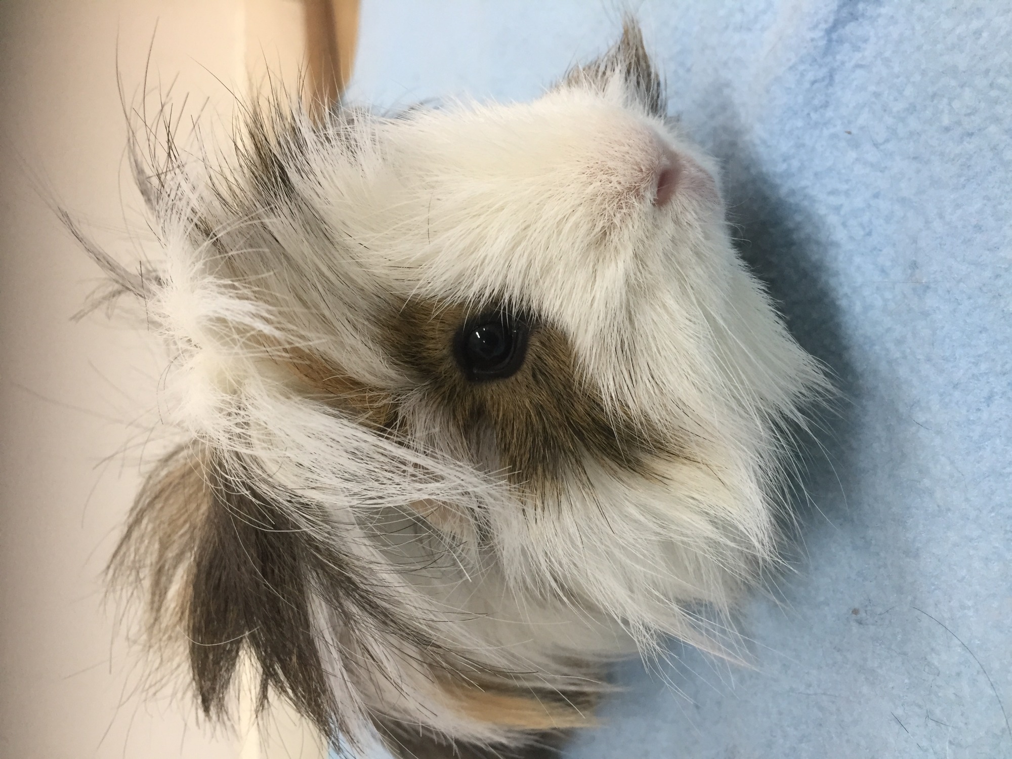 Beboi - Male Long-hair Peruvian Mix Guinea Pig in VIC - PetRescue